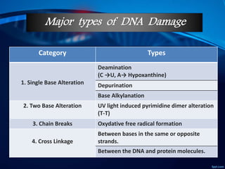 DNA damage and repair | PPTX