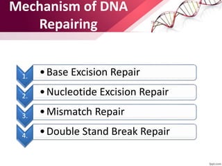 DNA damage and repair | PPTX