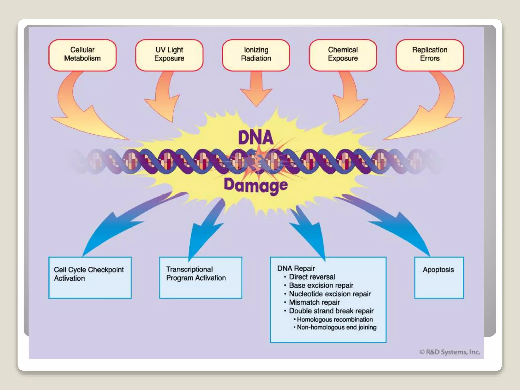 Dna damage and repair | PPT