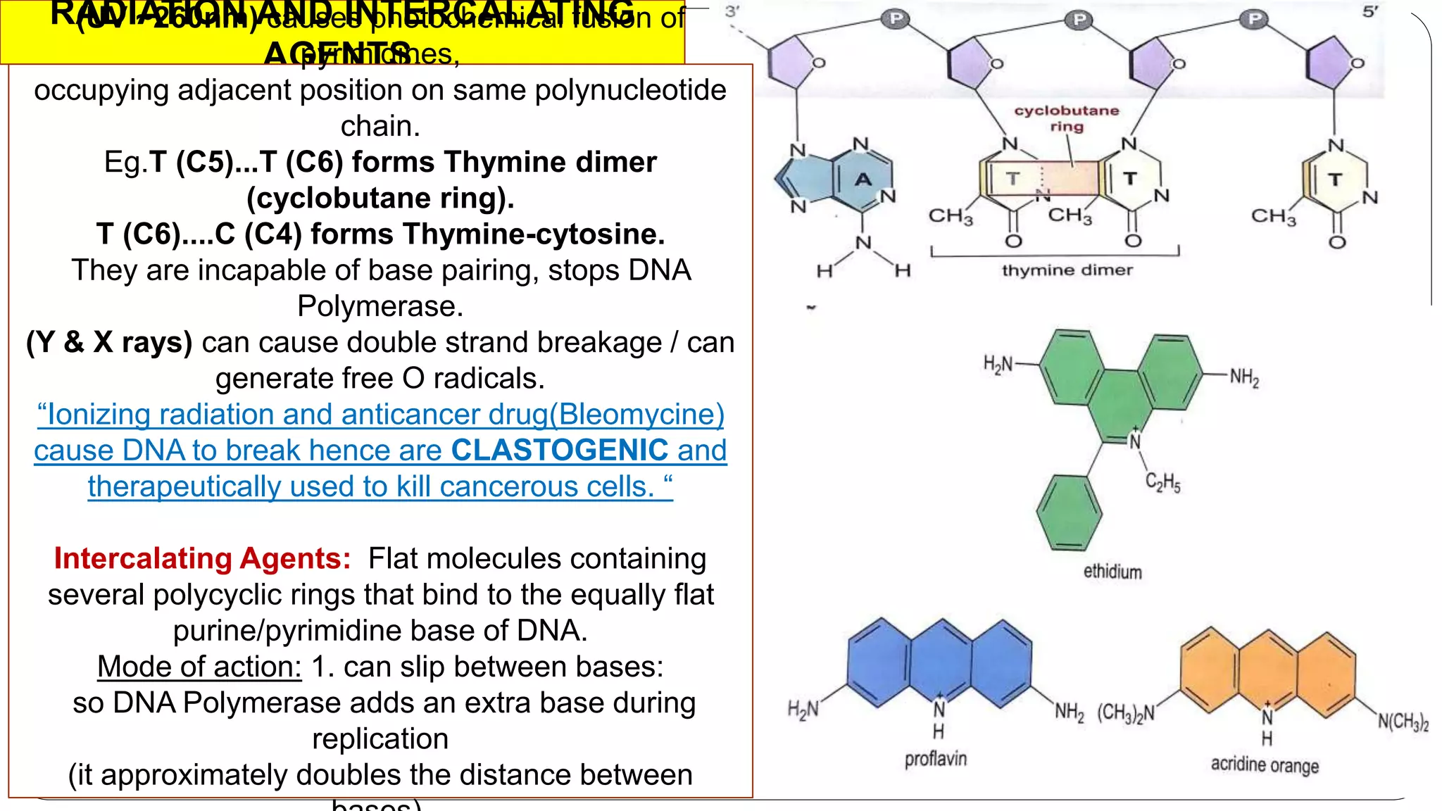 DNA DAMAGE AND REPAIR.pptx