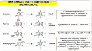 DNA DAMAGE AND REPAIR.pptx