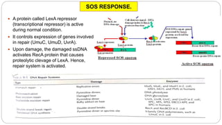 DNA DAMAGE AND REPAIR.pptx