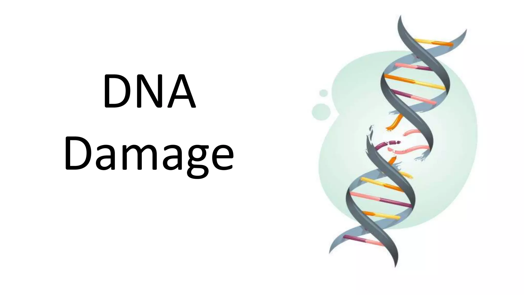 DNA Damage and Repair.pptx
