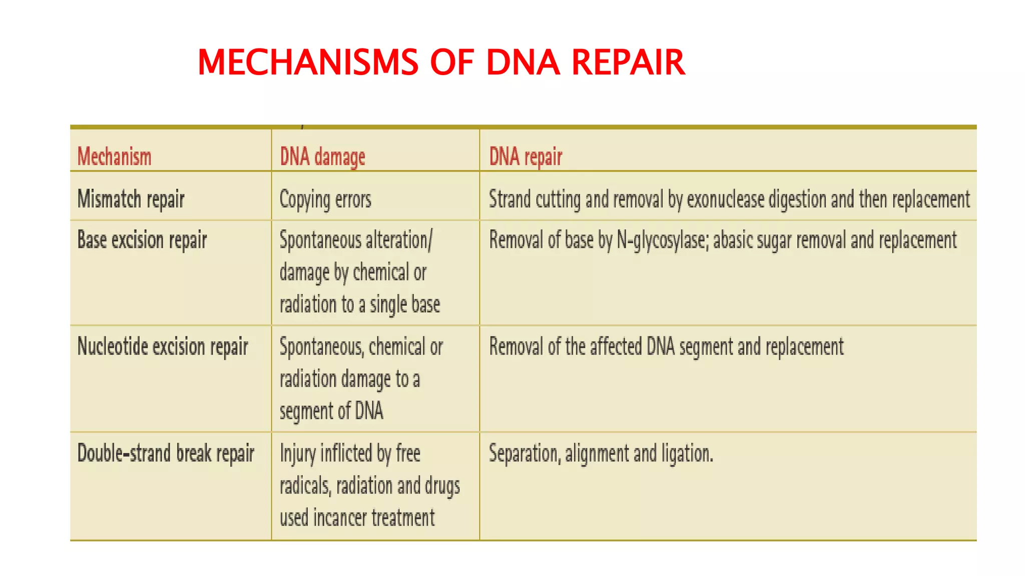 DNA Damage and Repair.pptx