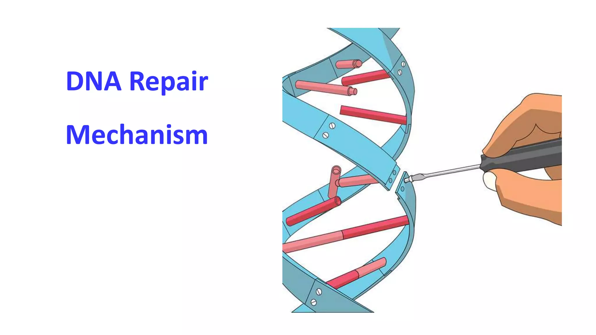 DNA Damage and Repair.pptx