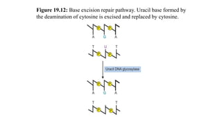 DNA Damage and Repair.pptx