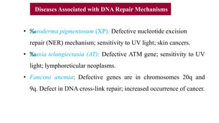 DNA Damage and Repair.pptx