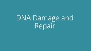 DNA damage and repair.pptx DNA repair Mechanism DNa repair Mechanism | PPT