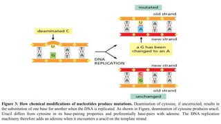 DNA damage and repair.pptx DNA repair Mechanism DNa repair Mechanism | PPT