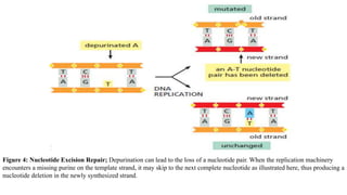 DNA damage and repair.pptx DNA repair Mechanism DNa repair Mechanism | PPT