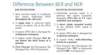 DNA damage and repair.pptx DNA repair Mechanism DNa repair Mechanism | PPT