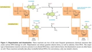 DNA damage and repair.pptx DNA repair Mechanism DNa repair Mechanism | PPT