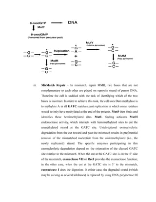 DNA DAMAGE AND REPAIR MOLECULAR CELL BIOLOGY | PDF