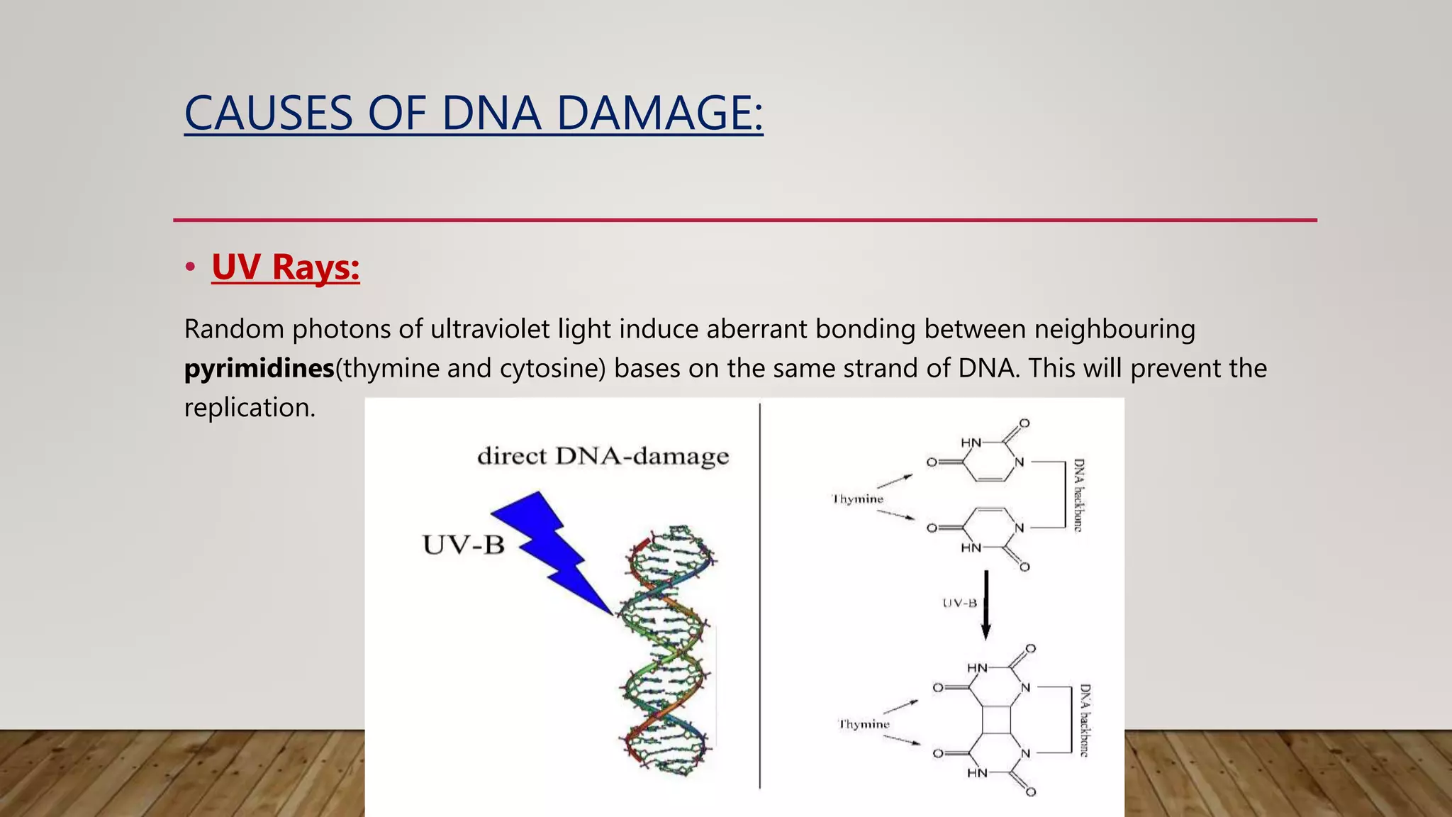 DNA damage and_repair | PPTX