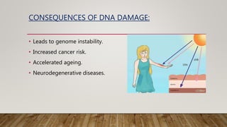 DNA damage and_repair | PPTX