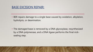 DNA damage and_repair | PPTX