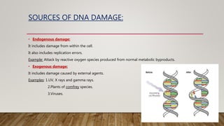 DNA damage and_repair | PPTX