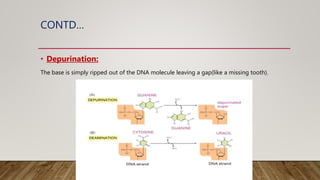DNA damage and_repair | PPTX
