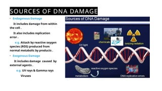 DNA Damage and Repair Mechanism With Associated Diseases . | PPTX