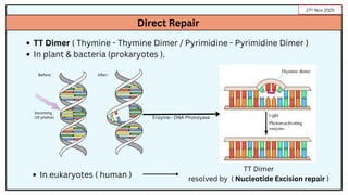 DNA Damage and Repair Mechanisms | Presentation by Sameer Khan | PDF
