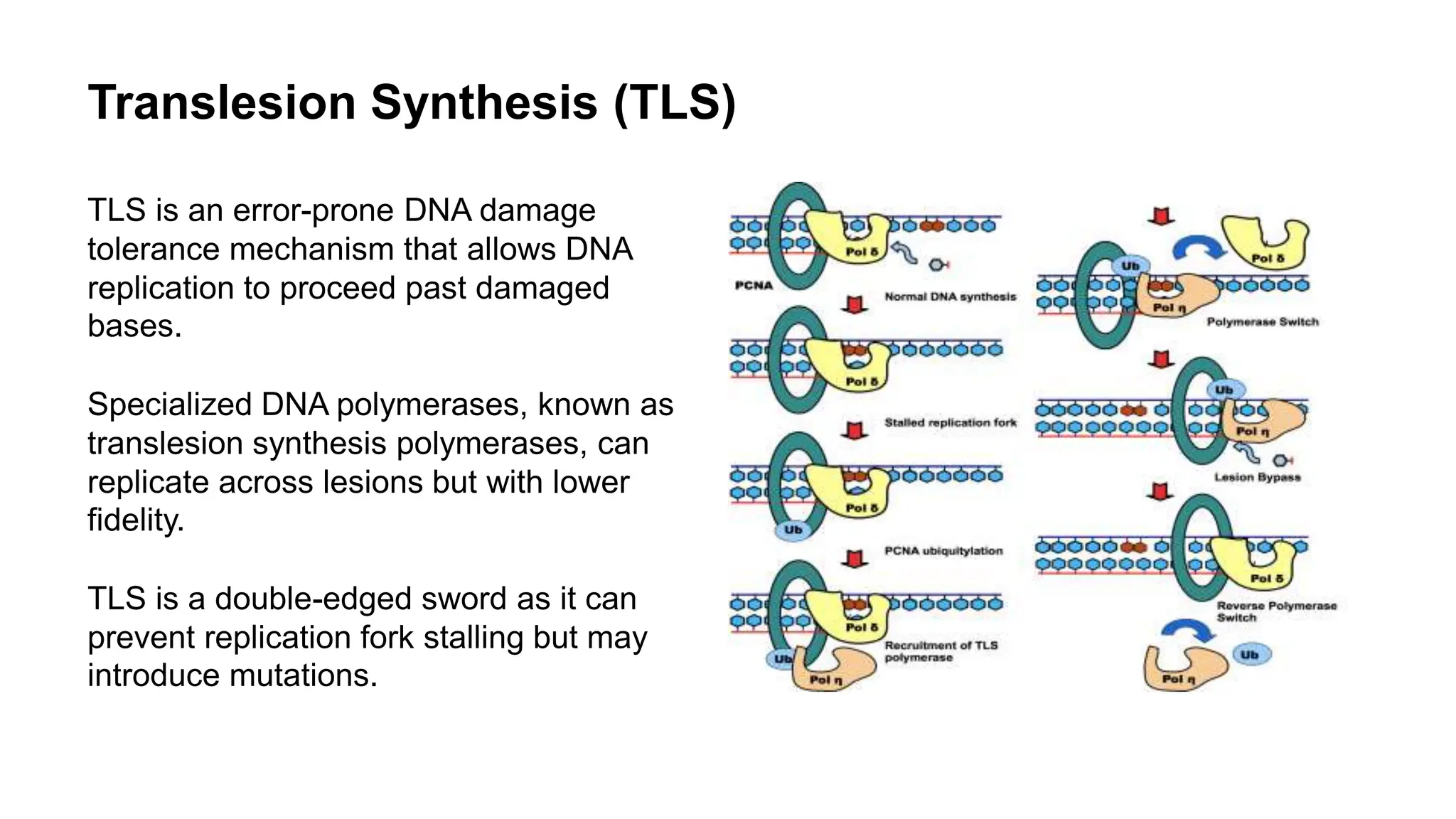 DNA DAMAGE AND REPAIR MECHANISM (M.sc Botany).pptx