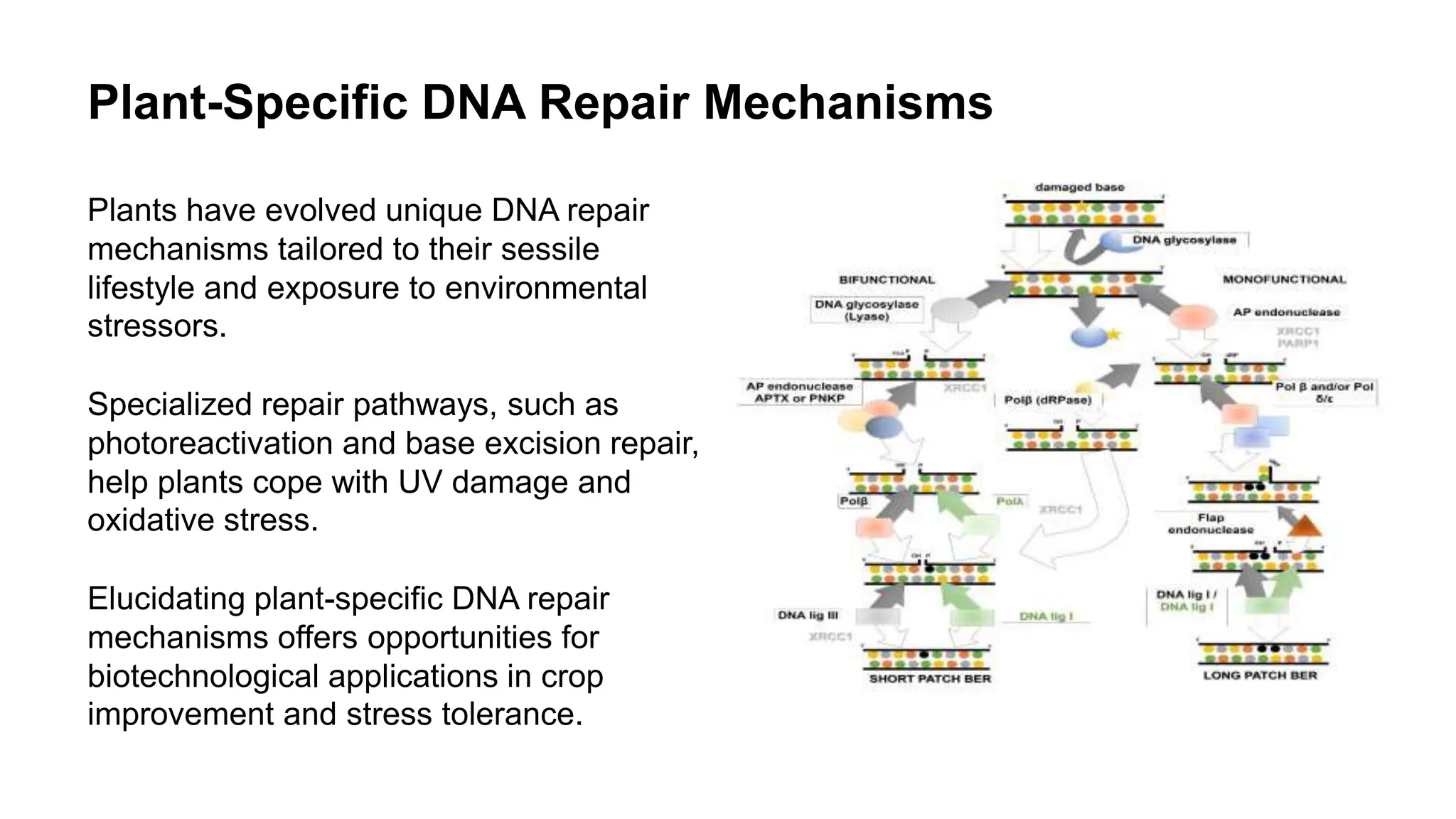 DNA DAMAGE AND REPAIR MECHANISM (M.sc Botany).pptx