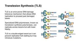 DNA DAMAGE AND REPAIR MECHANISM (M.sc Botany).pptx