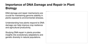 DNA DAMAGE AND REPAIR MECHANISM (M.sc Botany).pptx