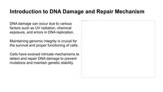 DNA DAMAGE AND REPAIR MECHANISM (M.sc Botany).pptx