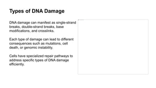 DNA DAMAGE AND REPAIR MECHANISM (M.sc Botany).pptx