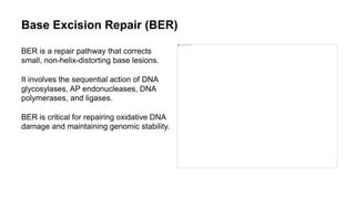 DNA DAMAGE AND REPAIR MECHANISM (M.sc Botany).pptx
