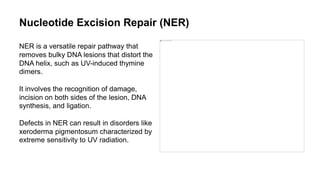 DNA DAMAGE AND REPAIR MECHANISM (M.sc Botany).pptx