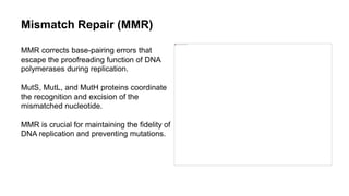 DNA DAMAGE AND REPAIR MECHANISM (M.sc Botany).pptx