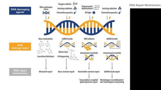 DNA damage and mismatch repair, replication stress, and the DNA damage ...