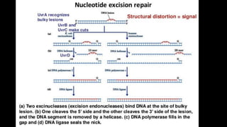 DNA damage and mismatch repair, replication stress, and the DNA damage ...
