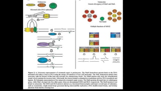 DNA damage and mismatch repair, replication stress, and the DNA damage ...
