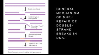 DNA damage and mismatch repair, replication stress, and the DNA damage ...