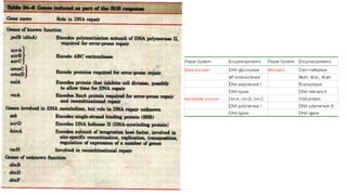 DNA damage and mismatch repair, replication stress, and the DNA damage ...