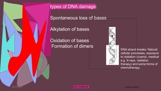 DNA damage causes and types remedial class | PPT