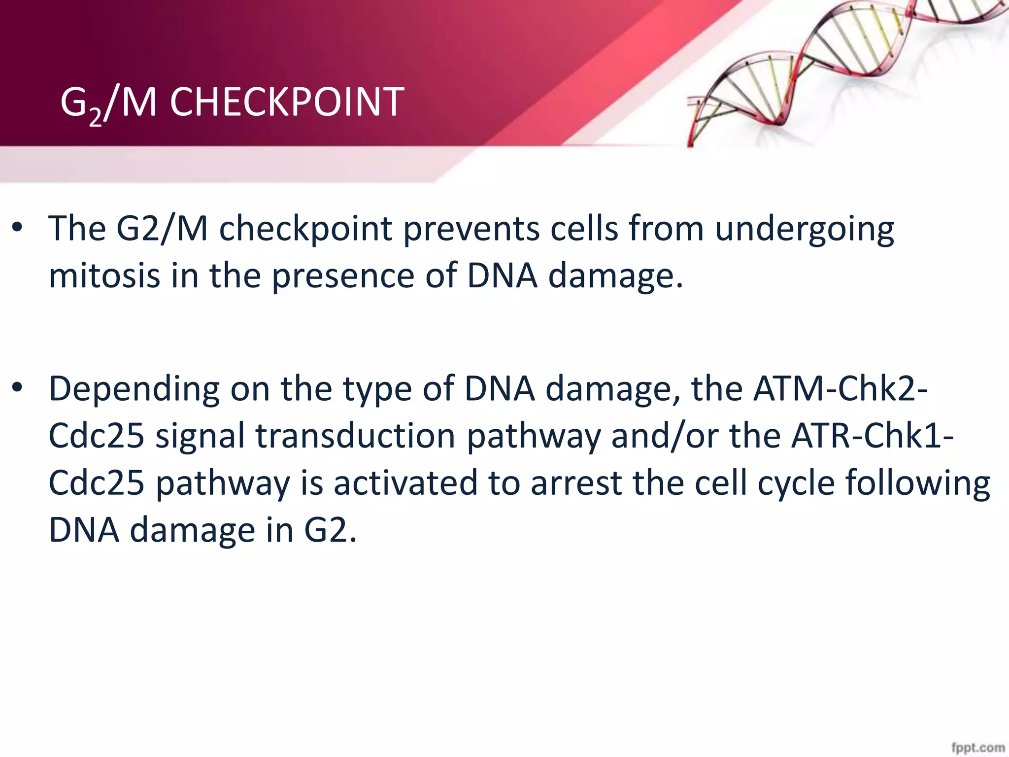 Dna damage checkpoints | PPTX