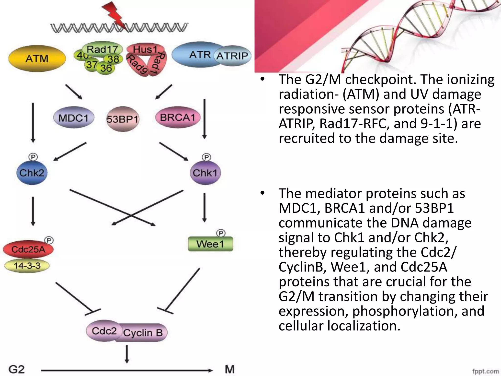Dna damage checkpoints | PPTX