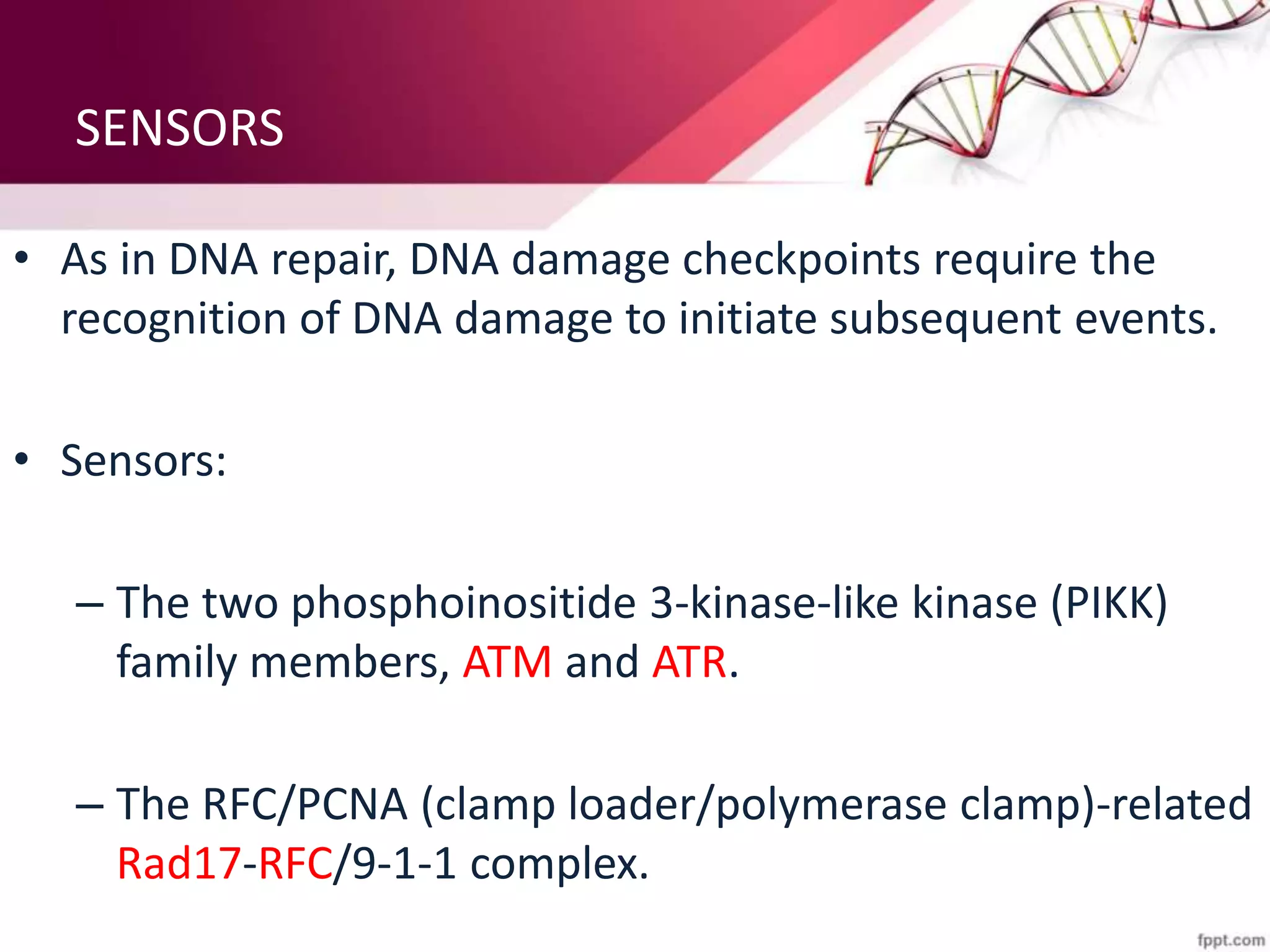 Dna damage checkpoints | PPTX