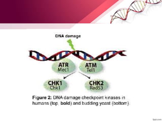 Dna damage checkpoints | PPTX