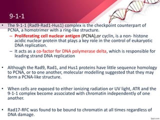 Dna damage checkpoints | PPTX