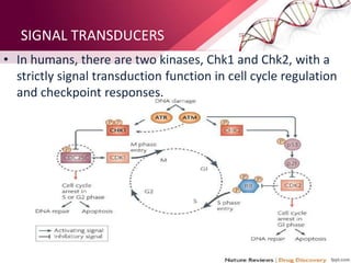 Dna damage checkpoints | PPTX