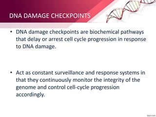 Dna damage checkpoints | PPTX