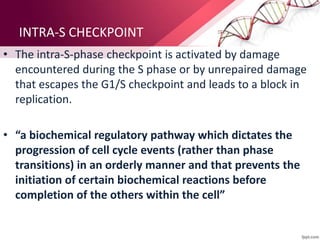 Dna damage checkpoints | PPTX | Biological Sciences | Science