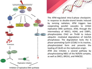 Dna damage checkpoints | PPTX