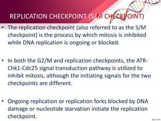 Dna damage checkpoints | PPTX