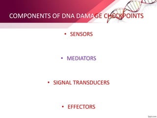 Dna damage checkpoints | PPTX